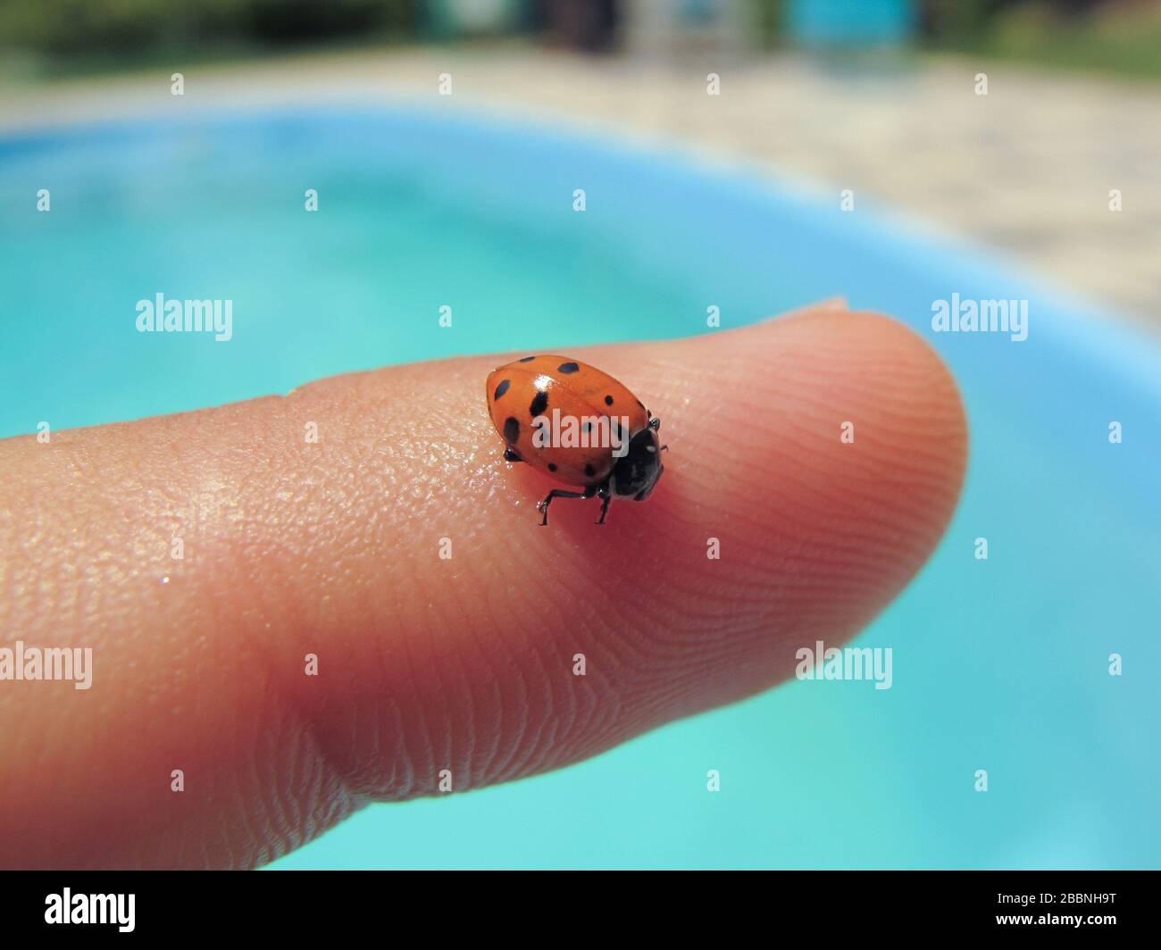 Closeup on Ladybug on finger Stock Photo - Alamy