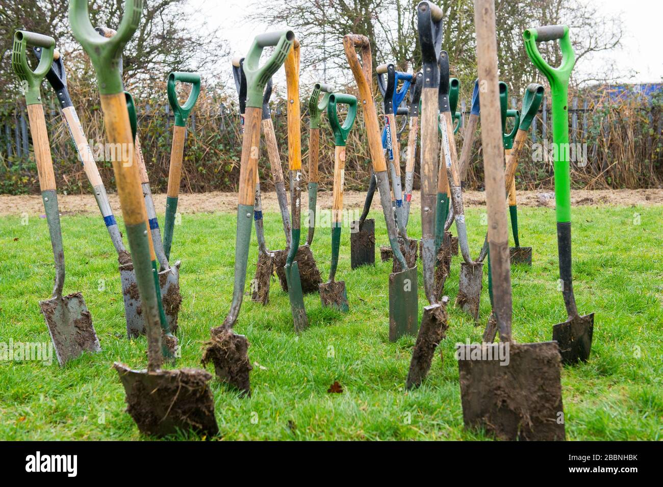 several spades standing in the ground Stock Photo - Alamy