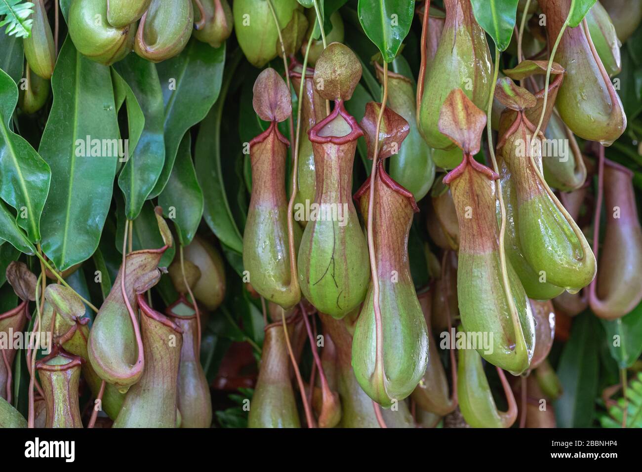 Nepenthes, Tropical pitcher plants and monkey cups (nepenthaceae) in ...