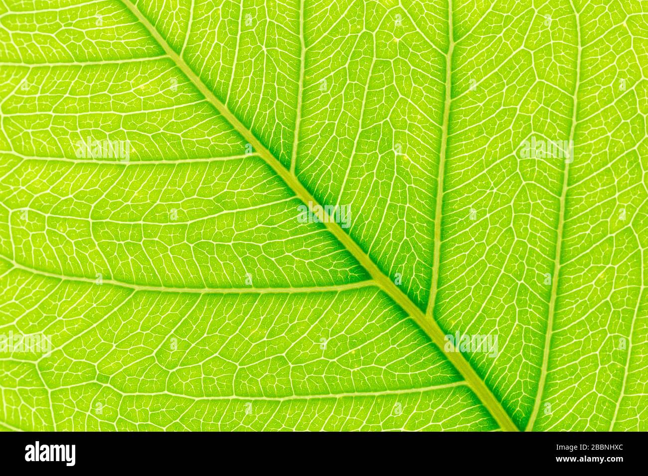 Natural green leaf background with light behind for graphic design ...