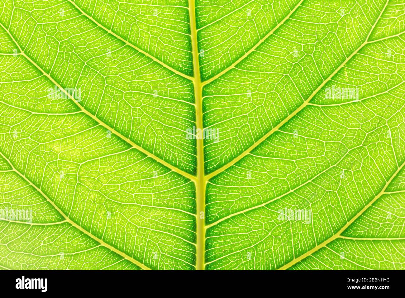Natural green leaf background with light behind for graphic design ...