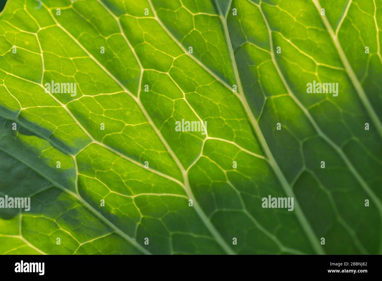 Natural green leaf background with light behind for graphic design ...
