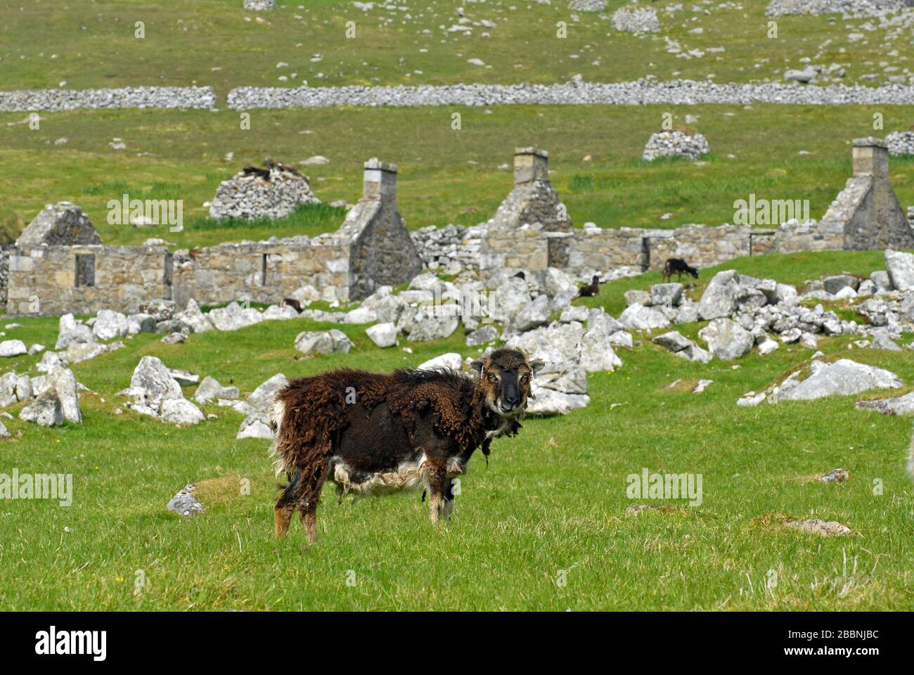 SOAY SHEEP on the island of HIRTA, ST KILDA, OUTER HEBRIDES, SCOTLAND ...