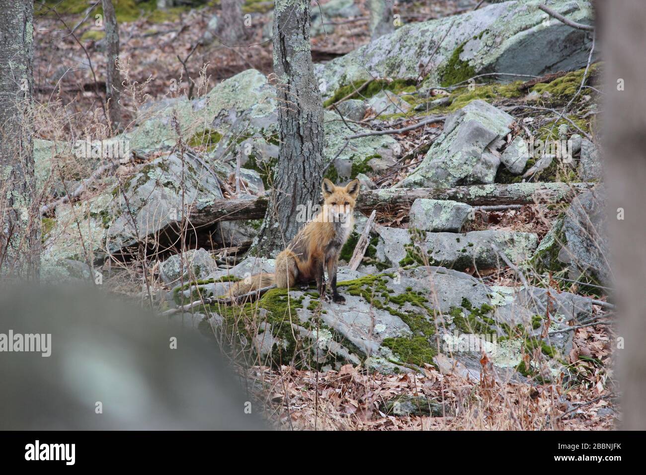 Red fox sitting on rocks in the woods Stock Photo - Alamy