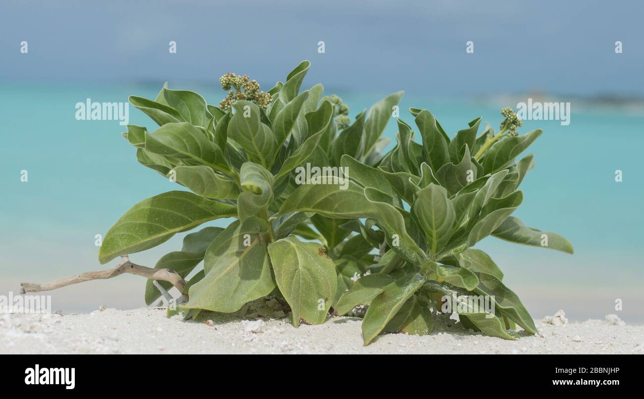 A tiny tree in a sandbank, Maldive, Indian Ocean Stock Photo - Alamy