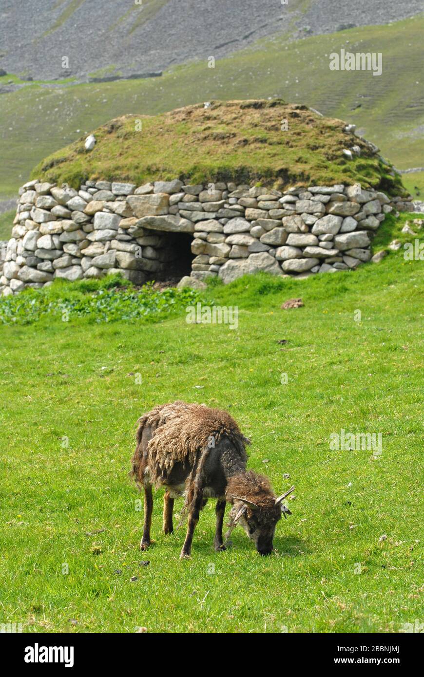 SOAY SHEEP and Cleit, a dry stone hut, on the island of HIRTA, ST KILDA ...