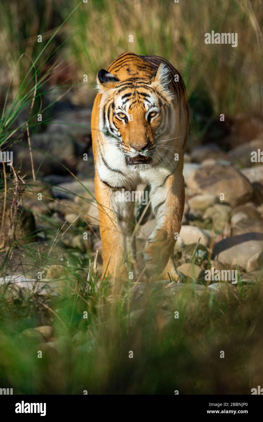 tiger coming head on with green background at dhikala zone of jim ...
