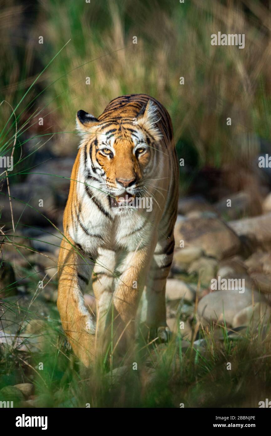tiger coming head on with green background at dhikala zone of jim ...