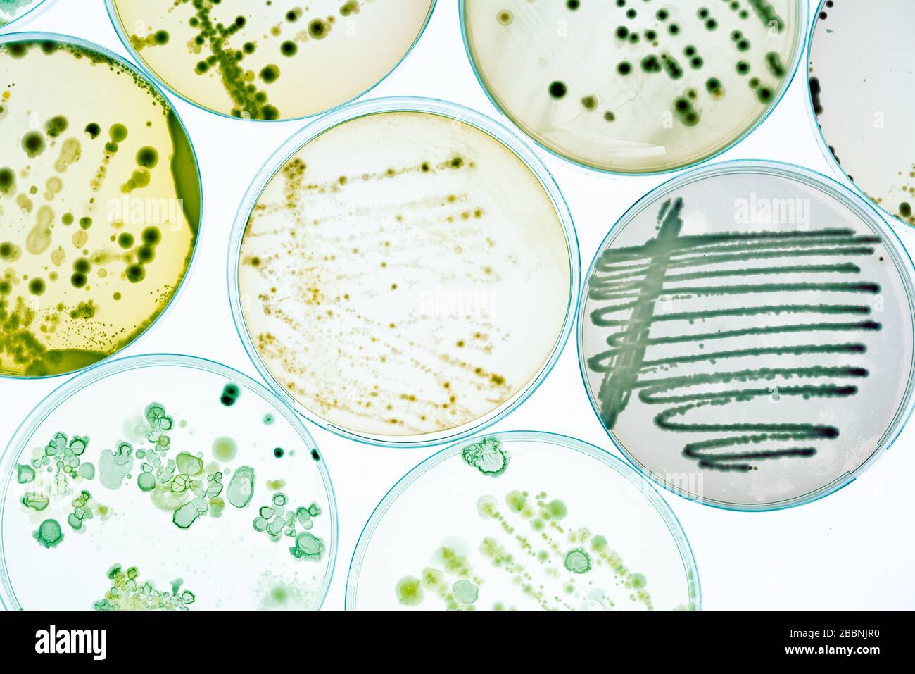 Growing Bacteria in Petri Dishes on agar gel Scientific experiment ...