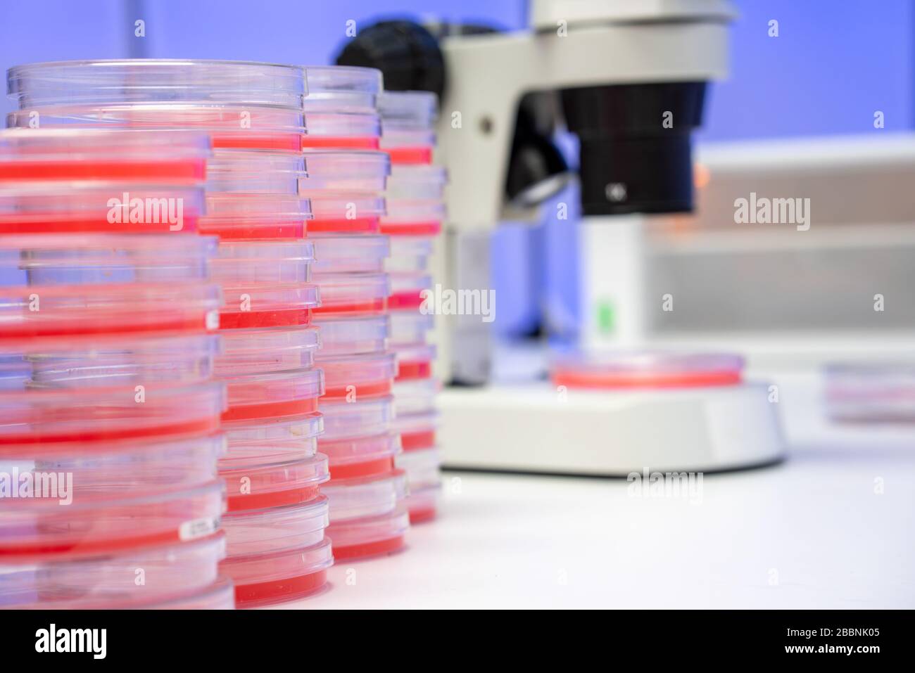 Microscope and petri dish with biological sample on clinical workbench ...