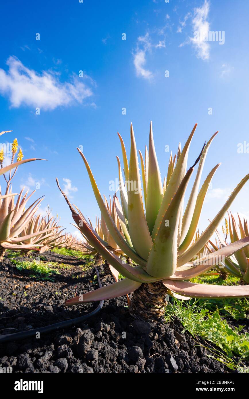Plantation of medicinal aloe vera plant in the Canary Islands. Aloe ...
