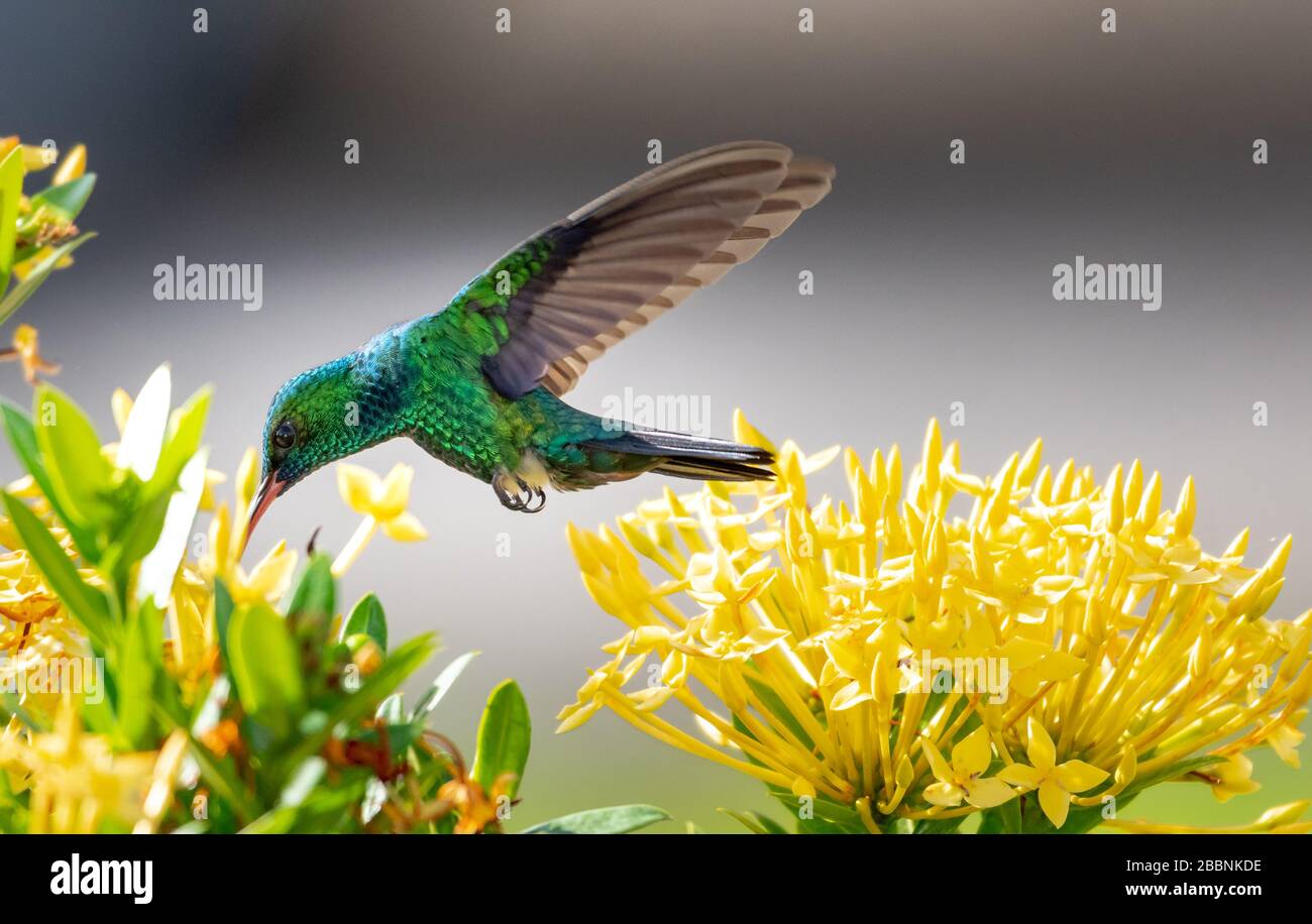Ixora hedge hi-res stock photography and images - Alamy