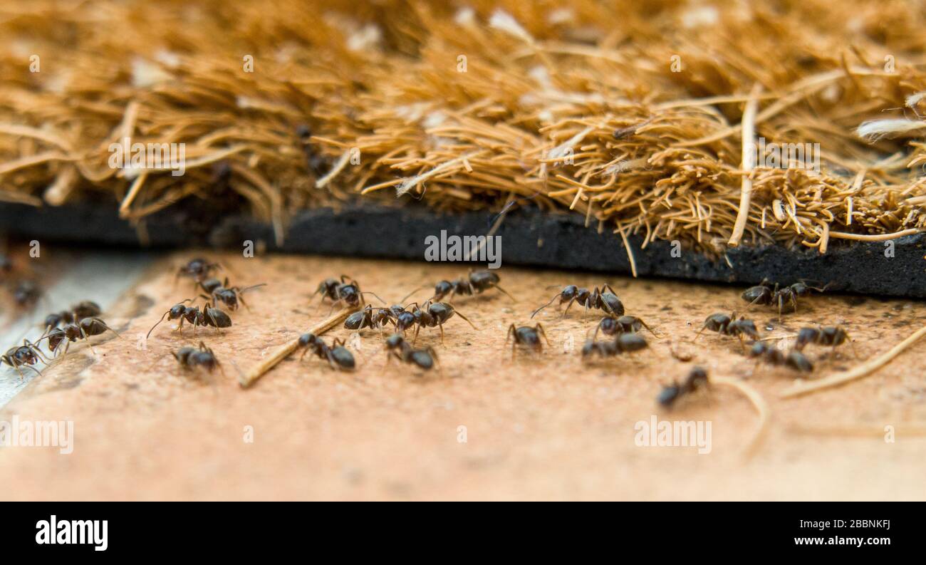 Acanthomyops hi-res stock photography and images - Alamy