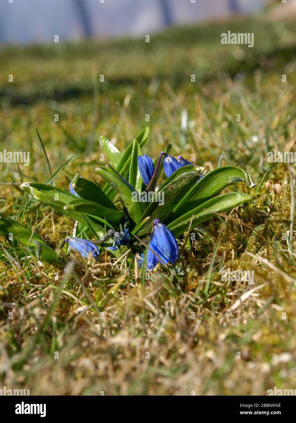 first spring flowers in the garden, green grass background Stock Photo ...