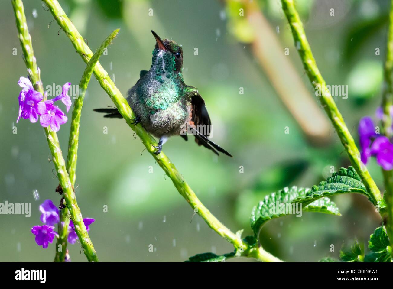 A juvenile Copper-rumped hummingbird bathing in a Vervain bush with ...