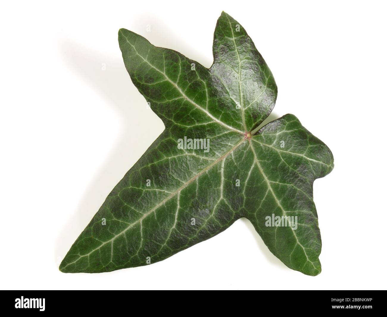 Single ivy leaf on white background Stock Photo - Alamy
