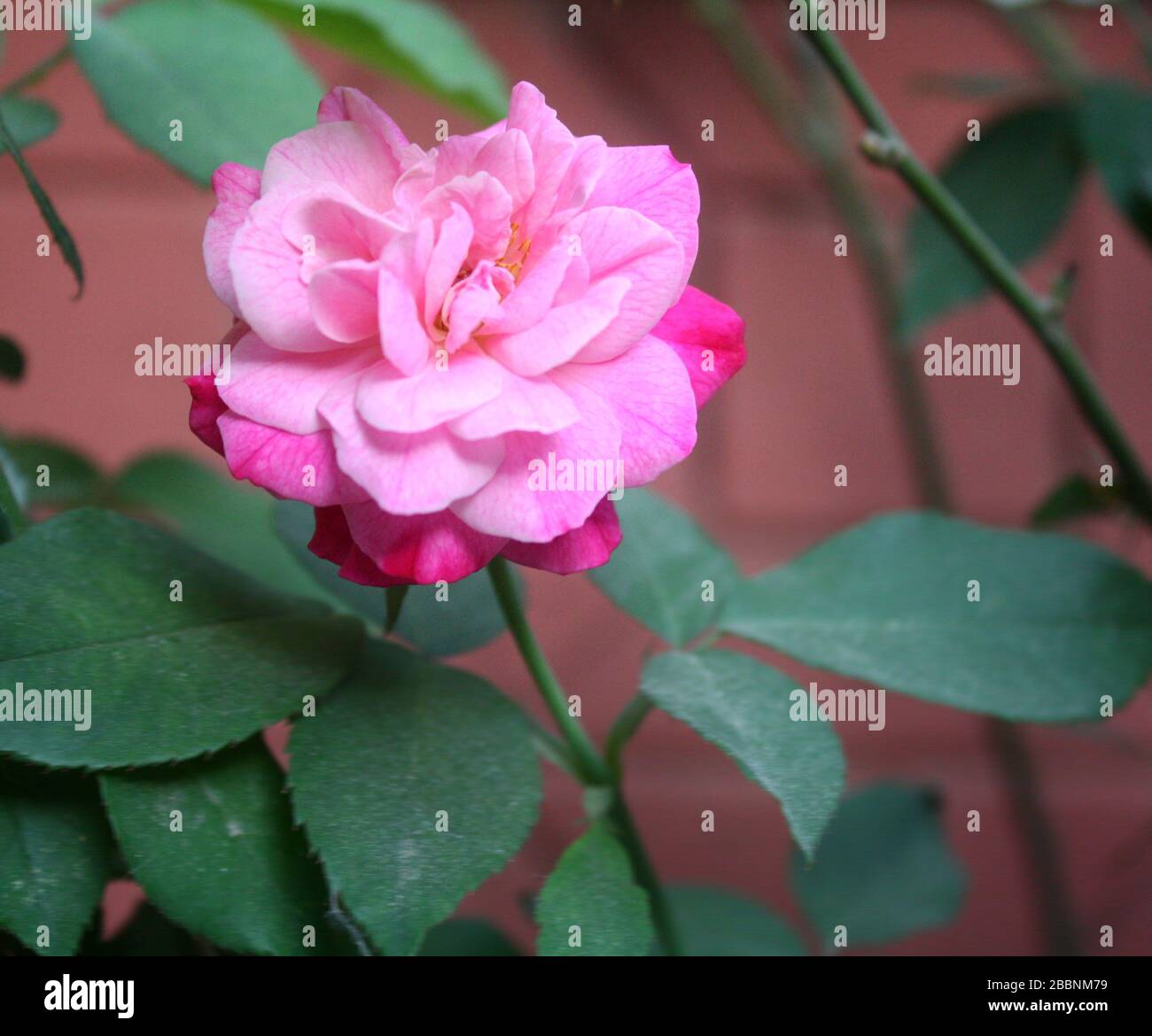 Delicate rose hi-res stock photography and images - Alamy