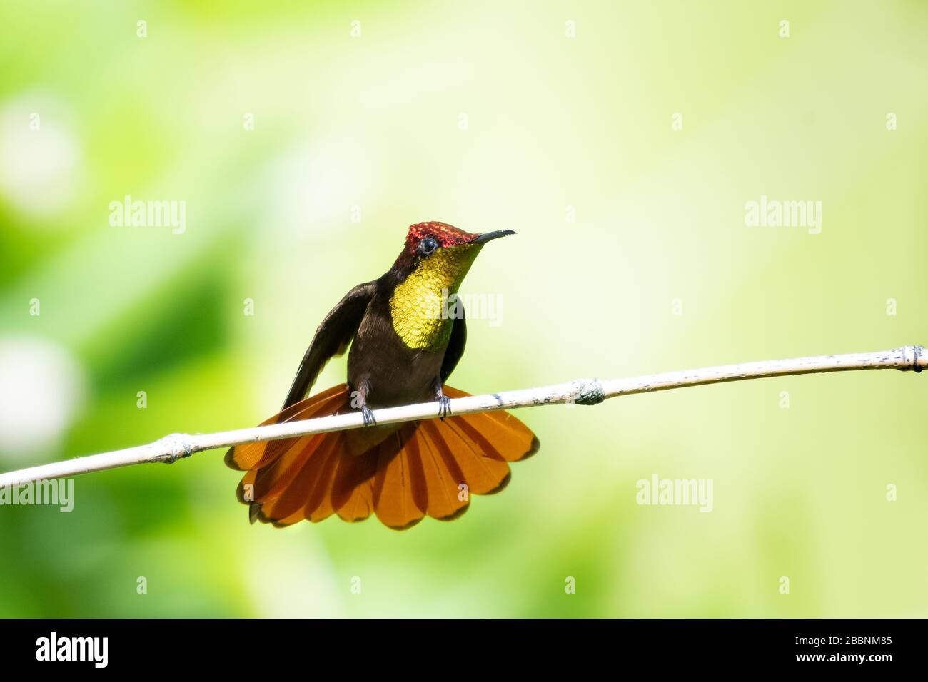 A Ruby Topaz hummingbird perching on a bamboo perch in a garden with ...