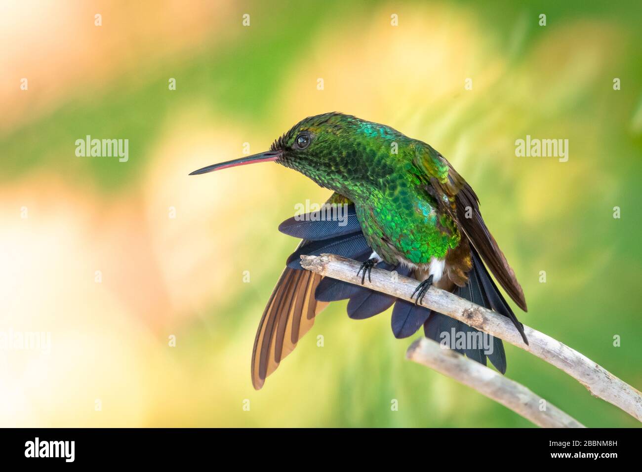 A Copper-rumped hummingbird perching in a tree stretching on a sunny ...