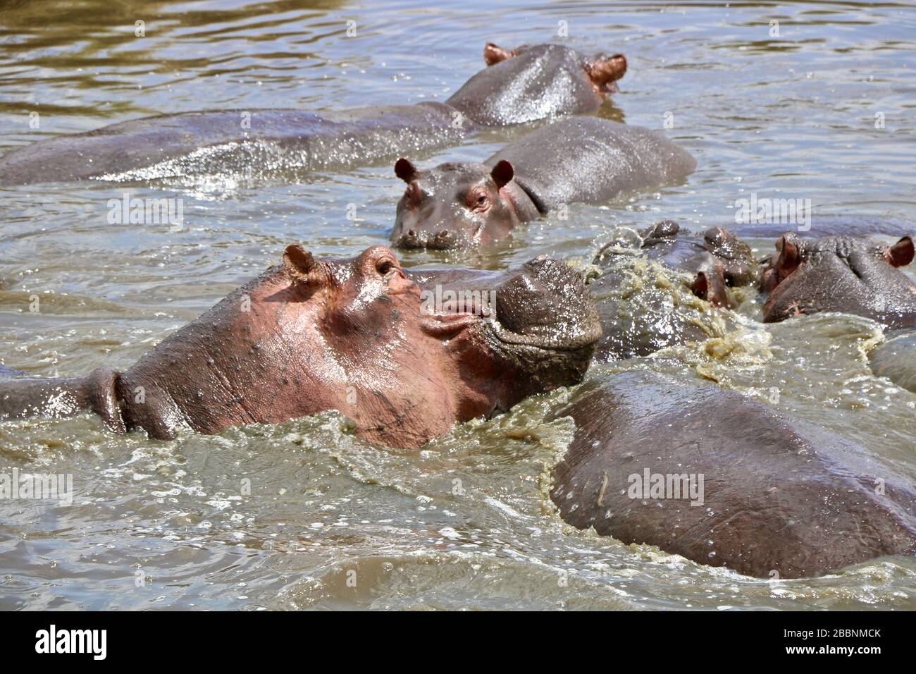 Hippopotamus playing in water hi-res stock photography and images - Alamy