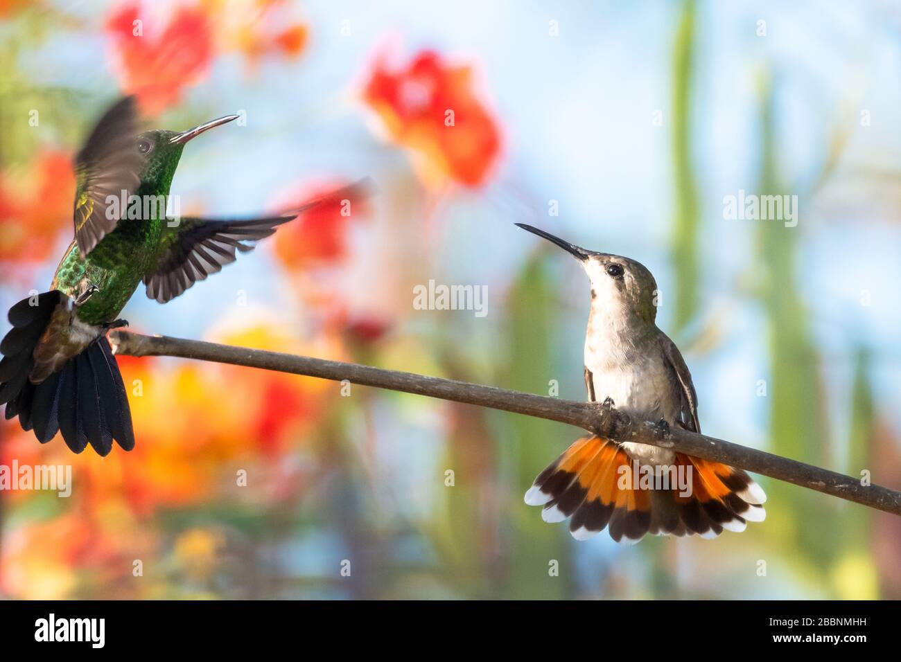 A Ruby Topaz hummingbird defending her perch from a Copper-rumped ...