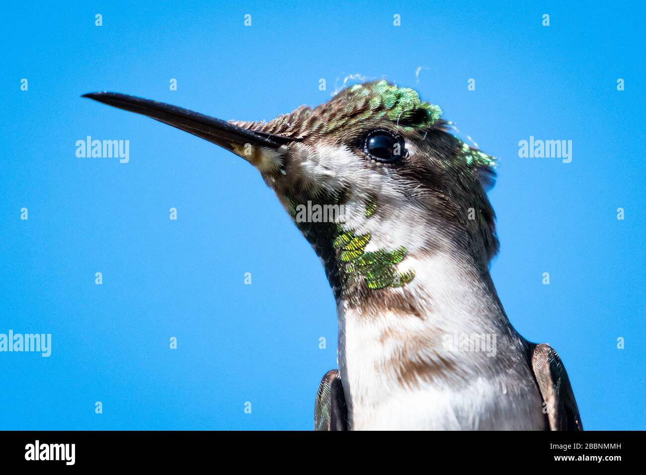 Hummingbirds gold background hi-res stock photography and images - Alamy