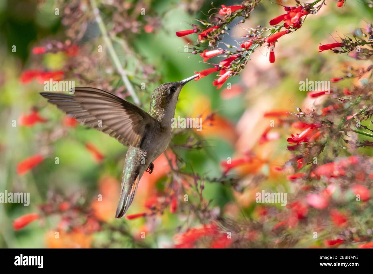 Antigua hummingbirds hi-res stock photography and images - Alamy