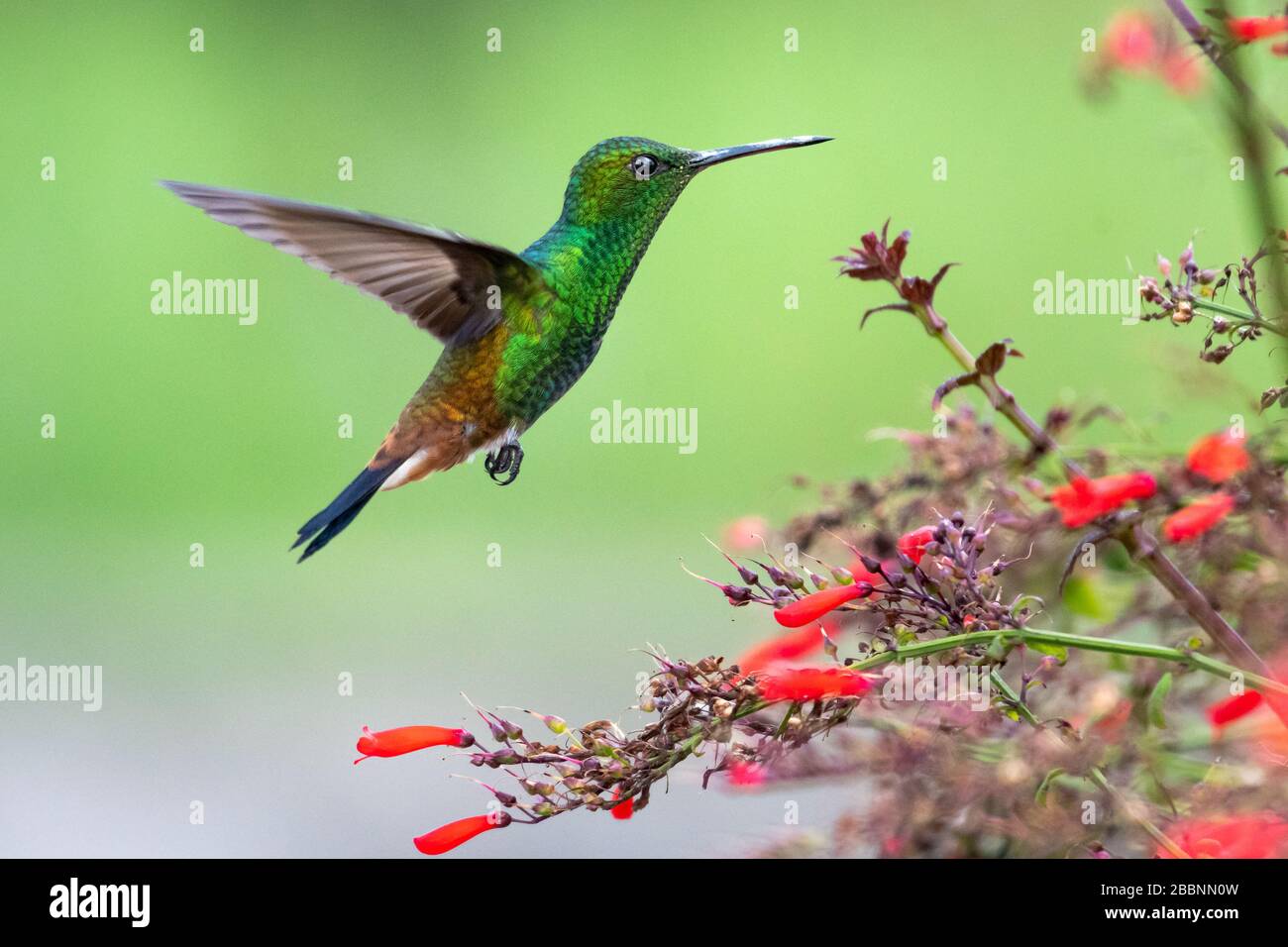 A Copper-rumped hummingbird hovering over the Antigua Heat bush in a ...