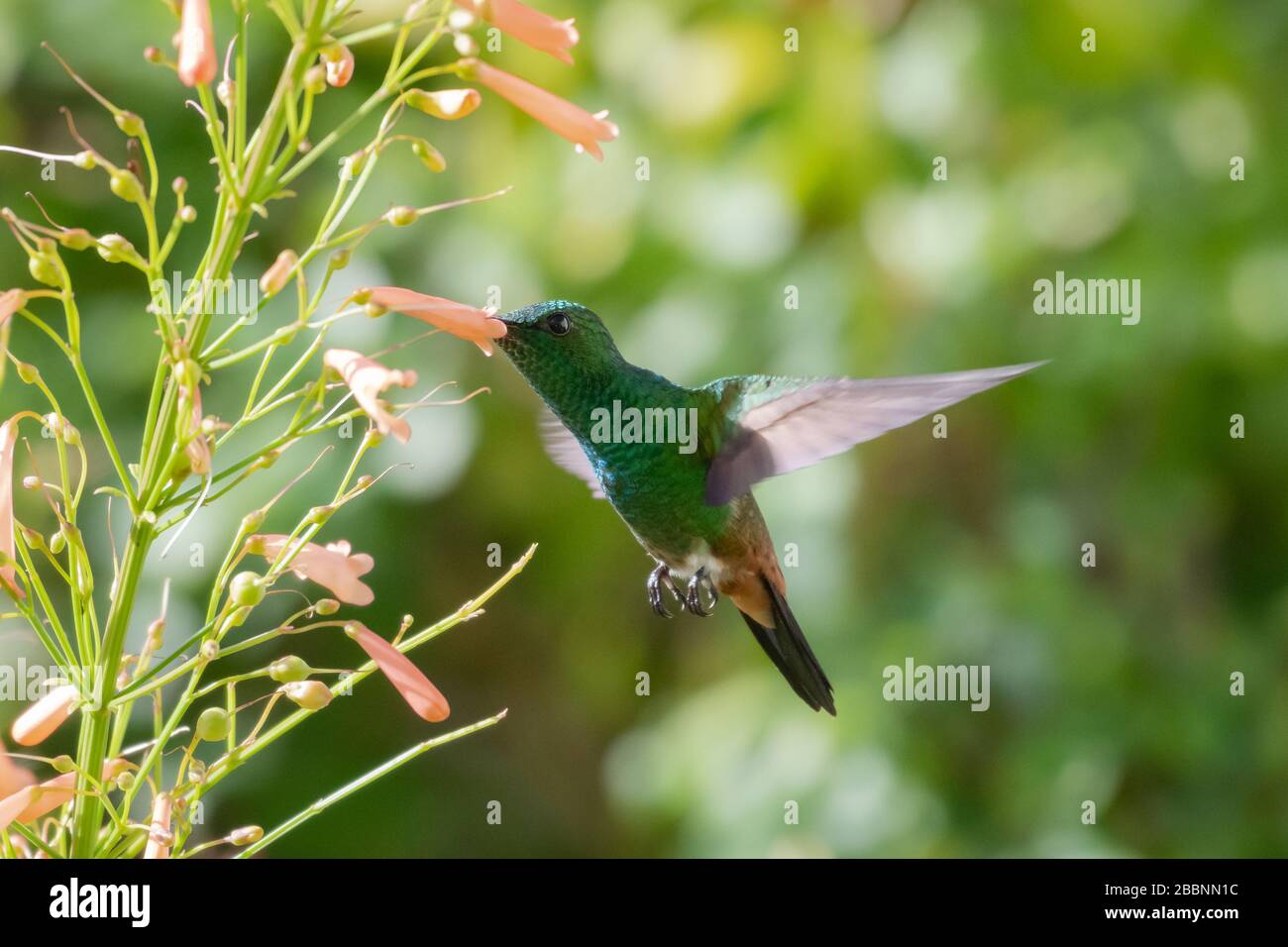 A juvenile Copper-rumped hummingbird feeding on the peach flowers of ...
