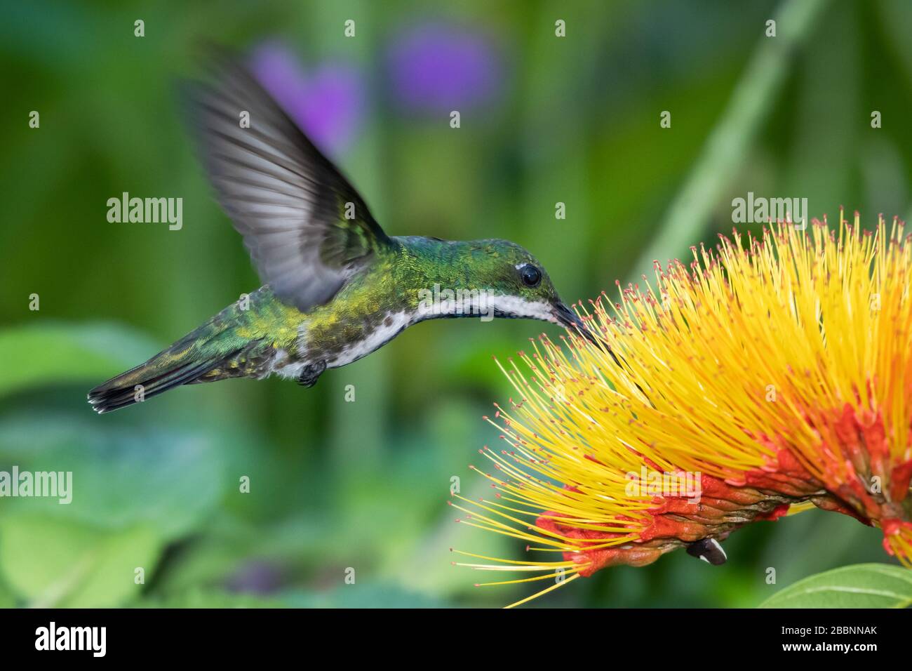 Combretum hi-res stock photography and images - Alamy