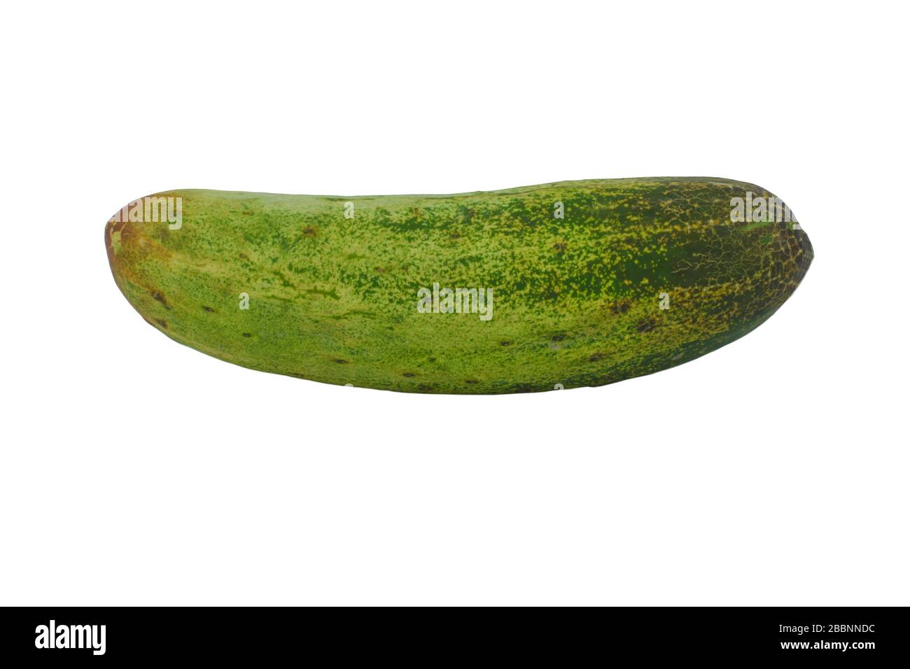 A green colored fresh medium size cucumber isolated in an empty white ...