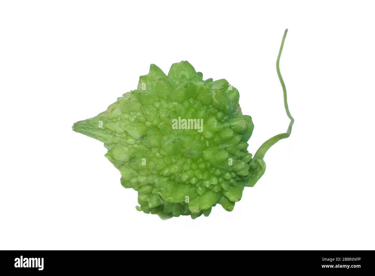 Green colored very small sized bitter melon isolated in an empty white ...