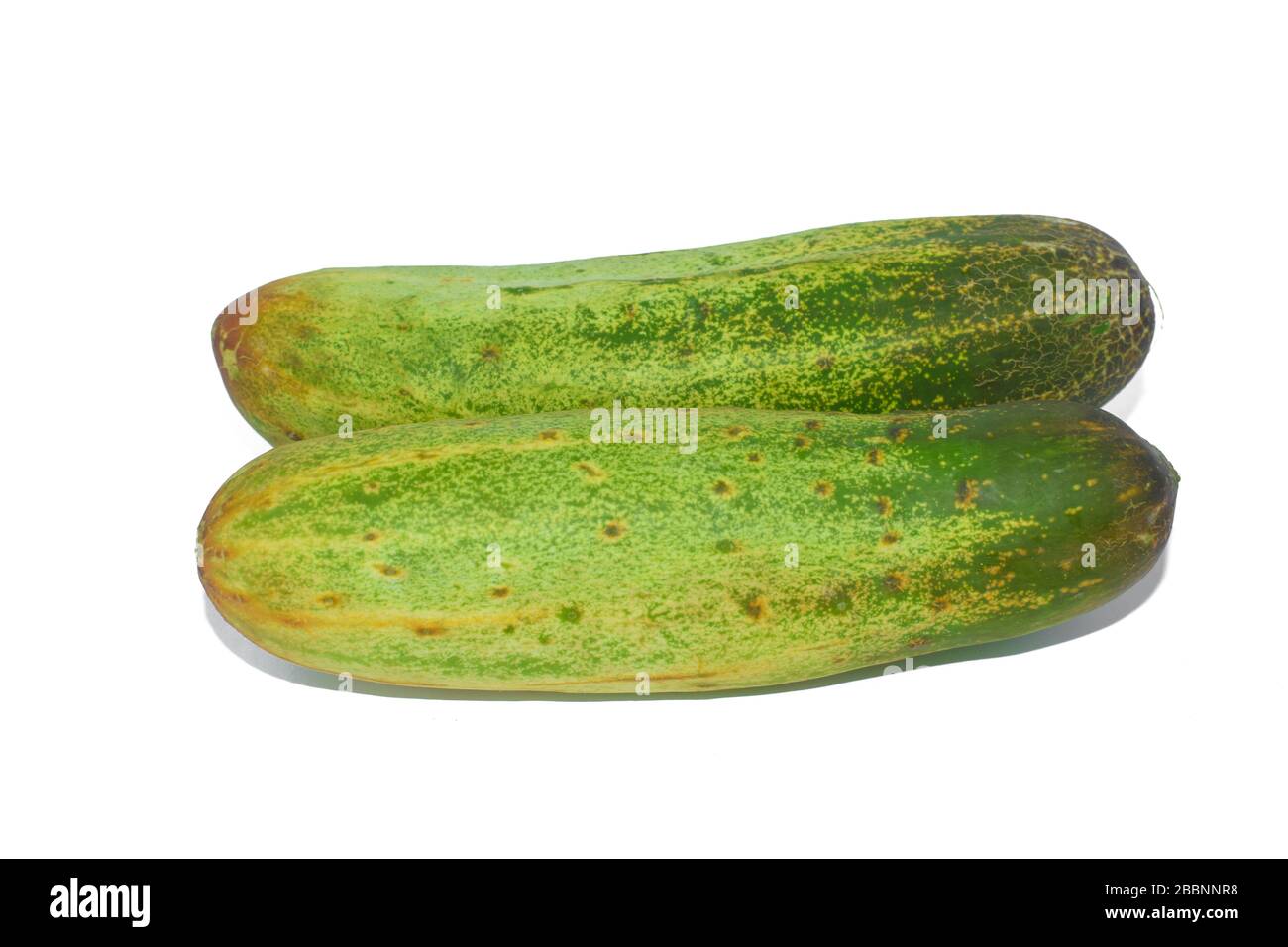 Two green colored fresh medium size cucumber isolated in an empty white ...