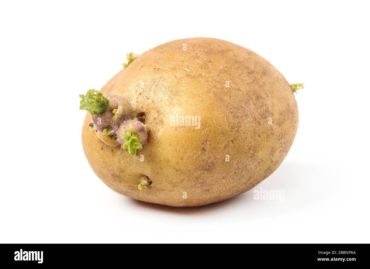 Potatoes with sprouts for planting isolated on white Stock Photo - Alamy