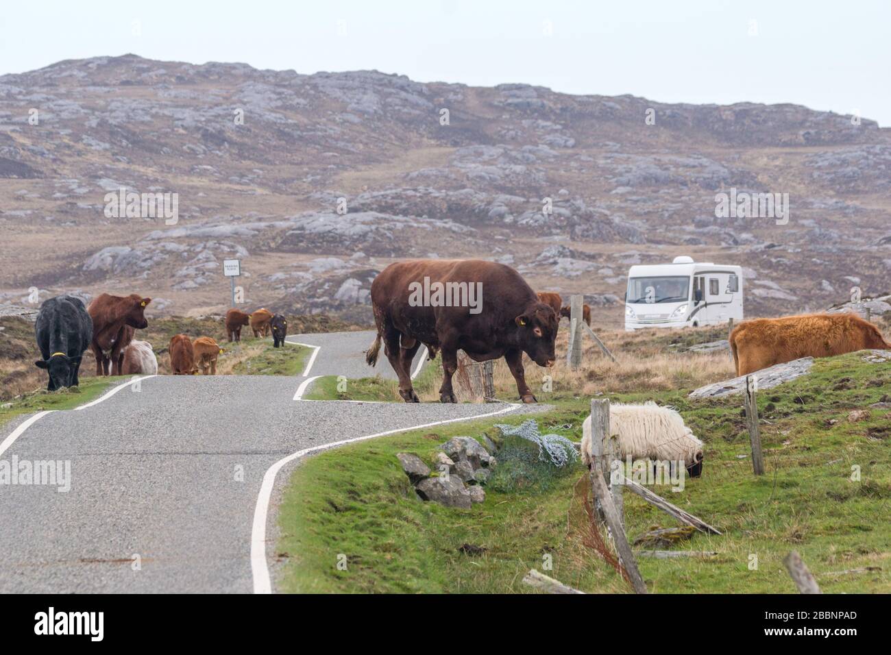 Cows and sheep block a one lane road in front of a camper van on the ...