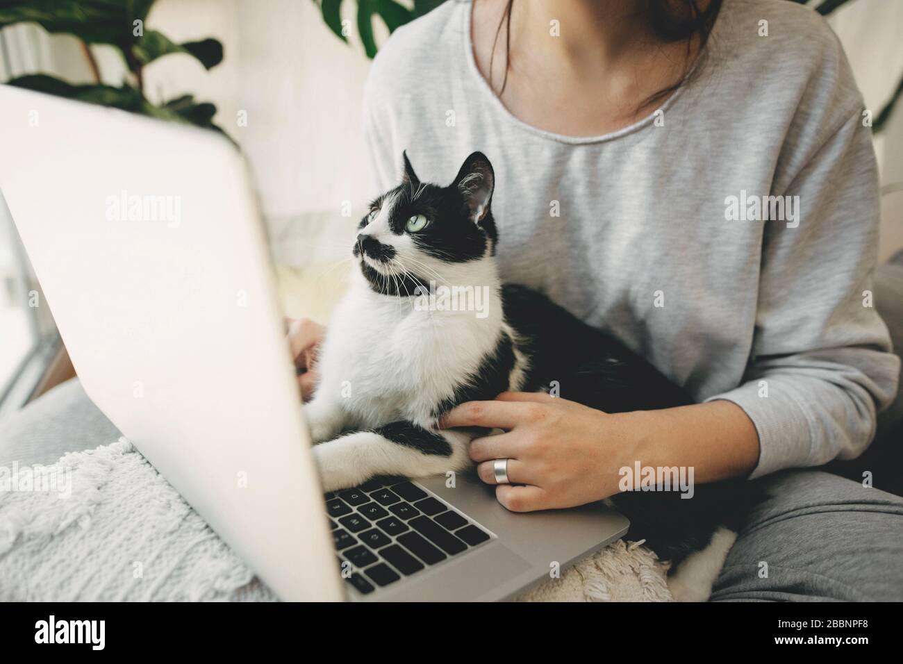 Young woman using laptop and cute cat sitting on keyboard.Home office ...