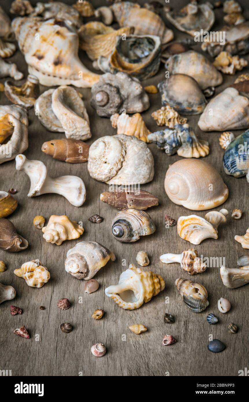 Large group of conchs and shells over a wooden background Stock Photo ...