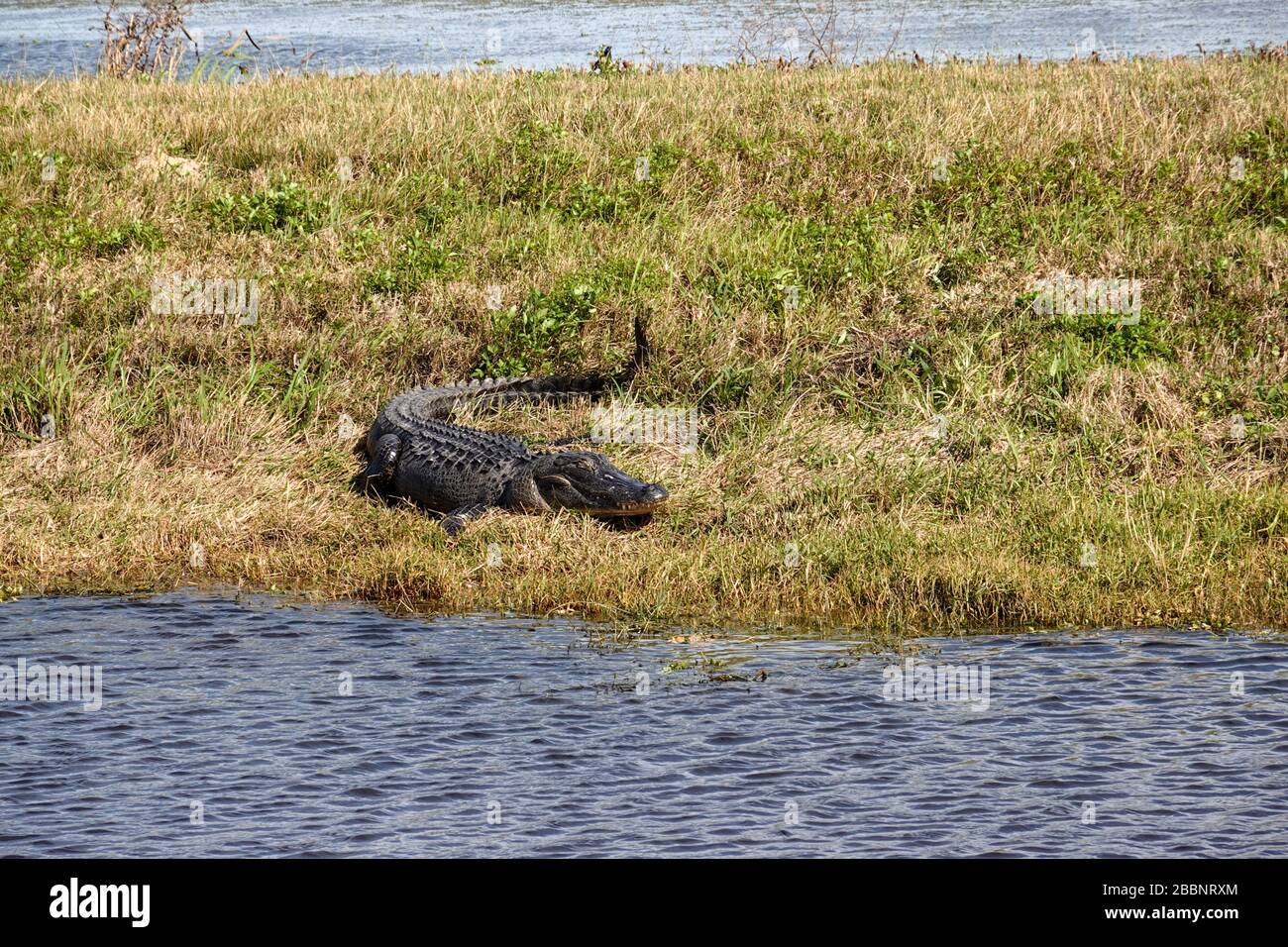 An alligator laying in a grassy Florida swamp sunning itself on a sunny ...