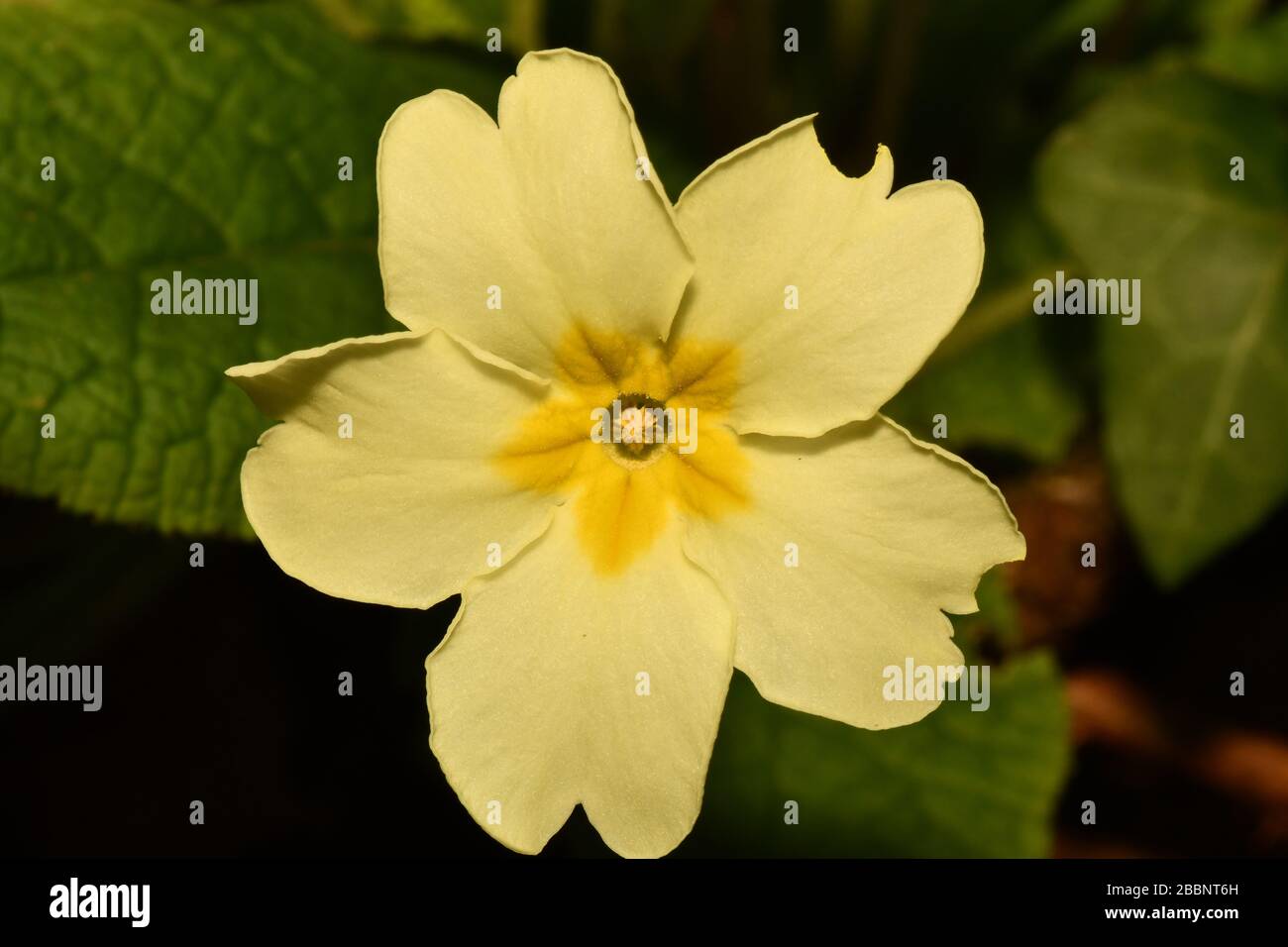 Primrose "Primula vulgaris". Close up of centre of flower showing thrum ...