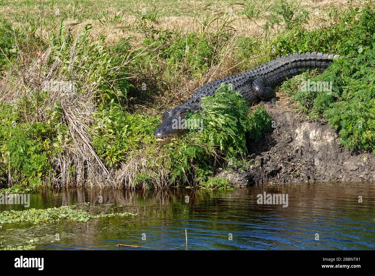 An alligator laying in a grassy Florida swamp sunning itself on a sunny ...