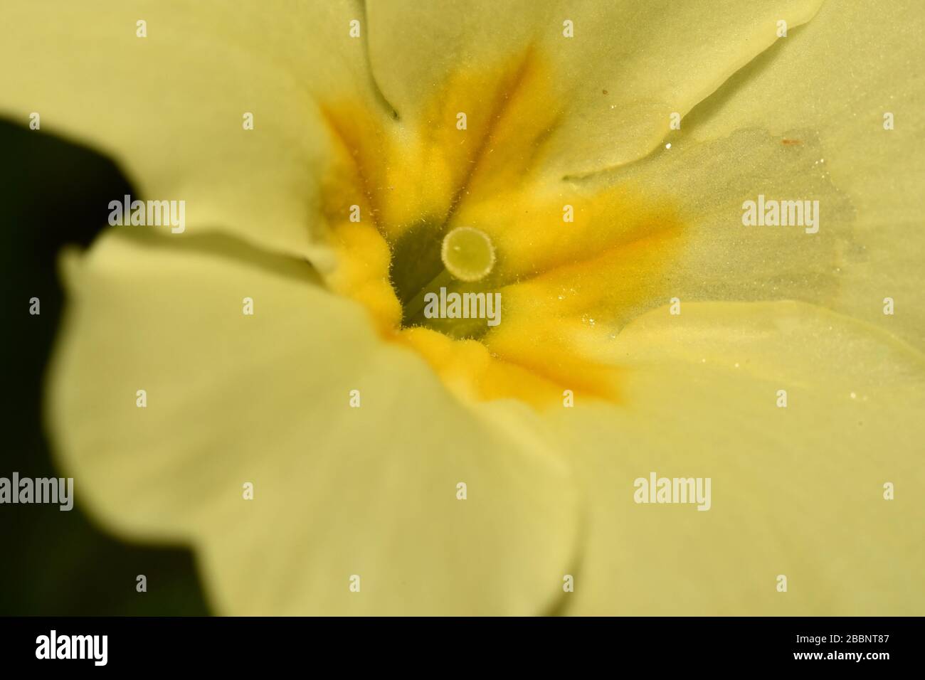 Primrose "Primula vulgaris". Close up of centre of flower showing pin ...