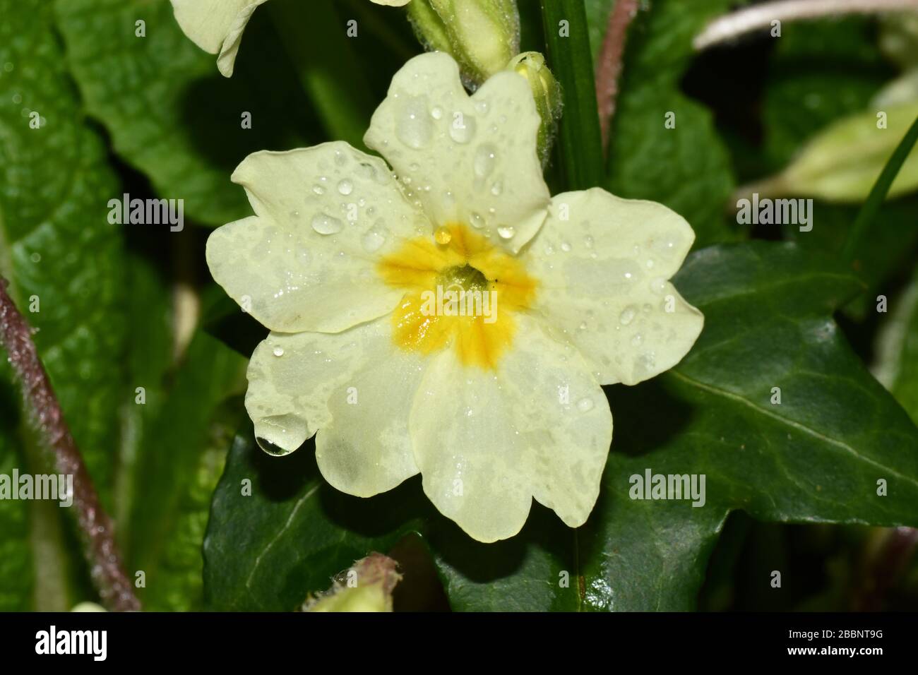 Primrose "Primula vulgaris". Close up of centre of flower showing pin ...