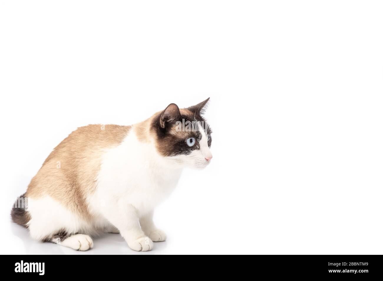 siamese cross cat and ragdoll sitting on white background in studio ...