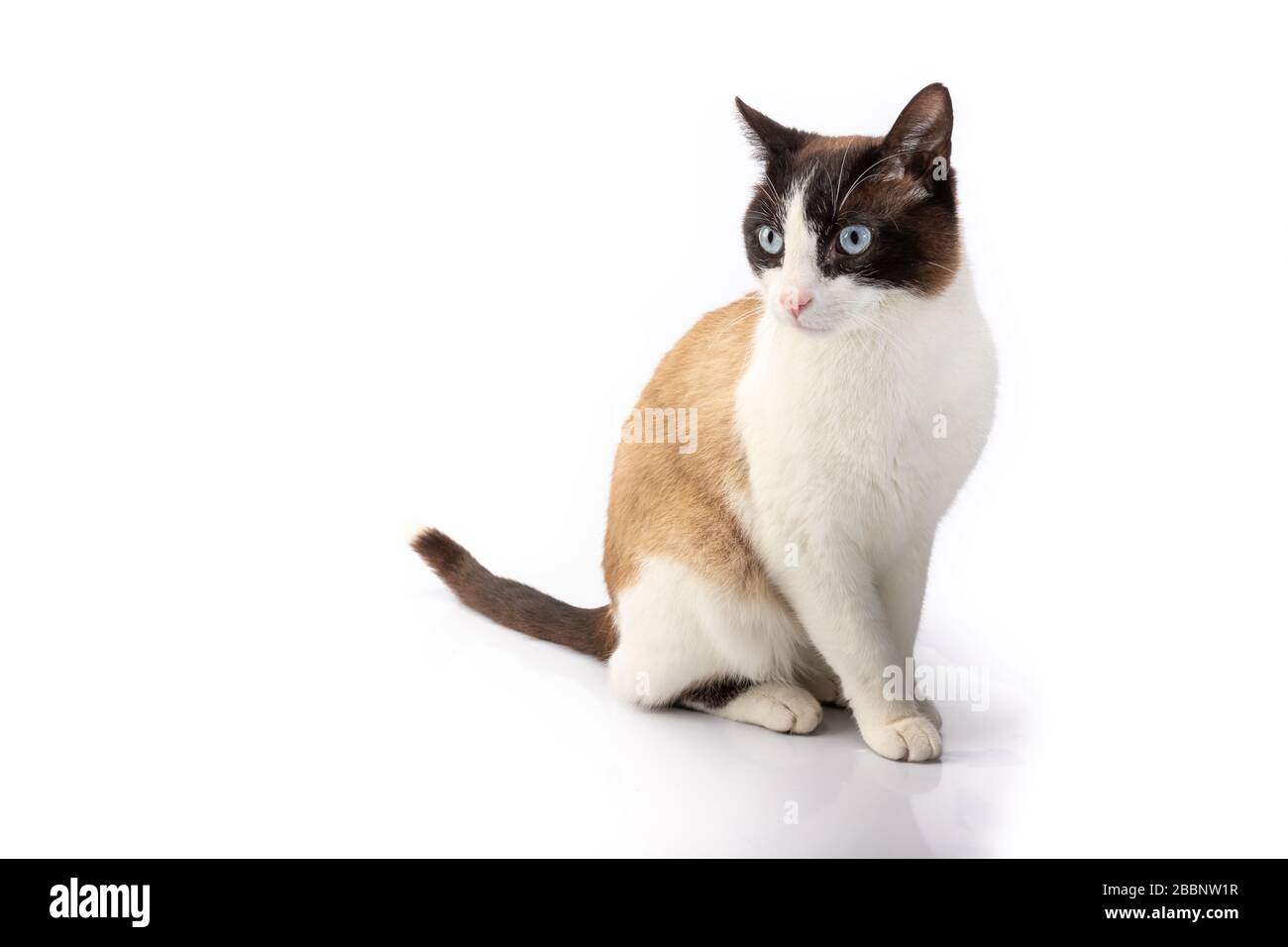 siamese cross cat and ragdoll sitting on white background in studio ...