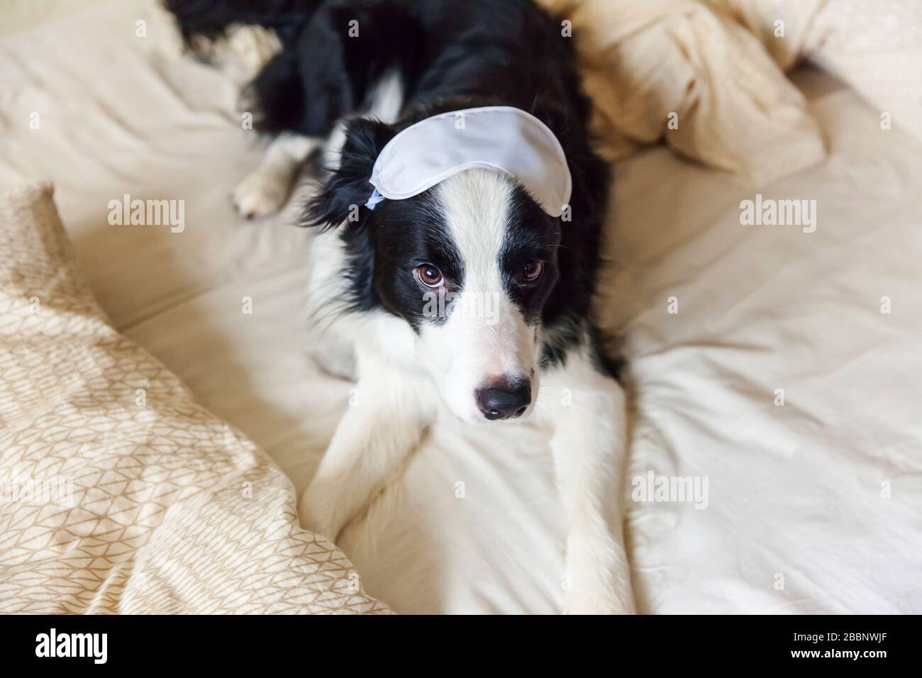 Do not disturb me let me sleep. Funny puppy border collie with sleeping ...