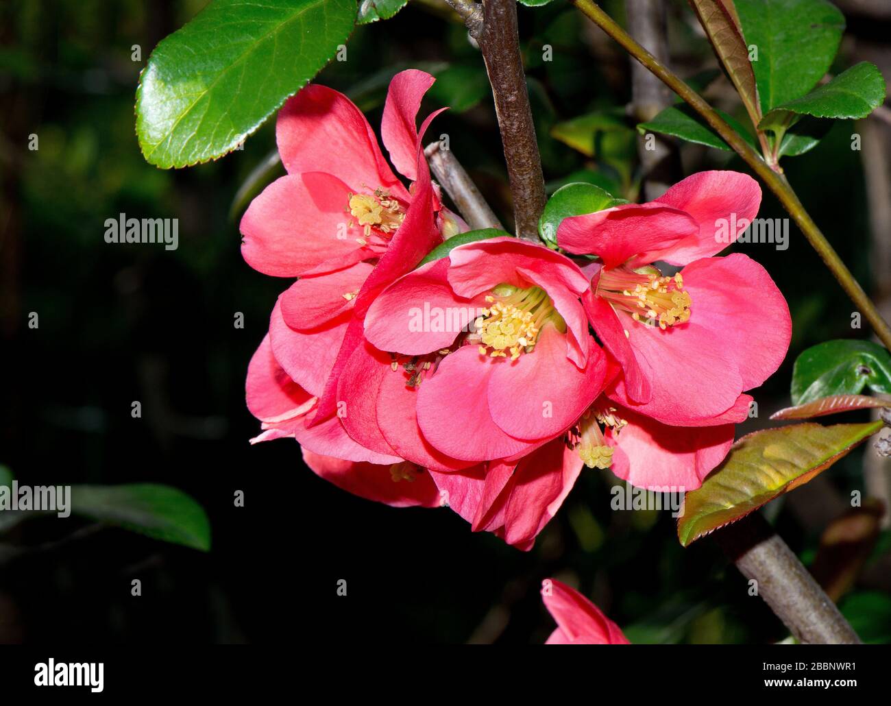 Flowers of Chaenomeles japonica Stock Photo - Alamy Flowers of Chaenomeles japonica Stock Photo - Alamy