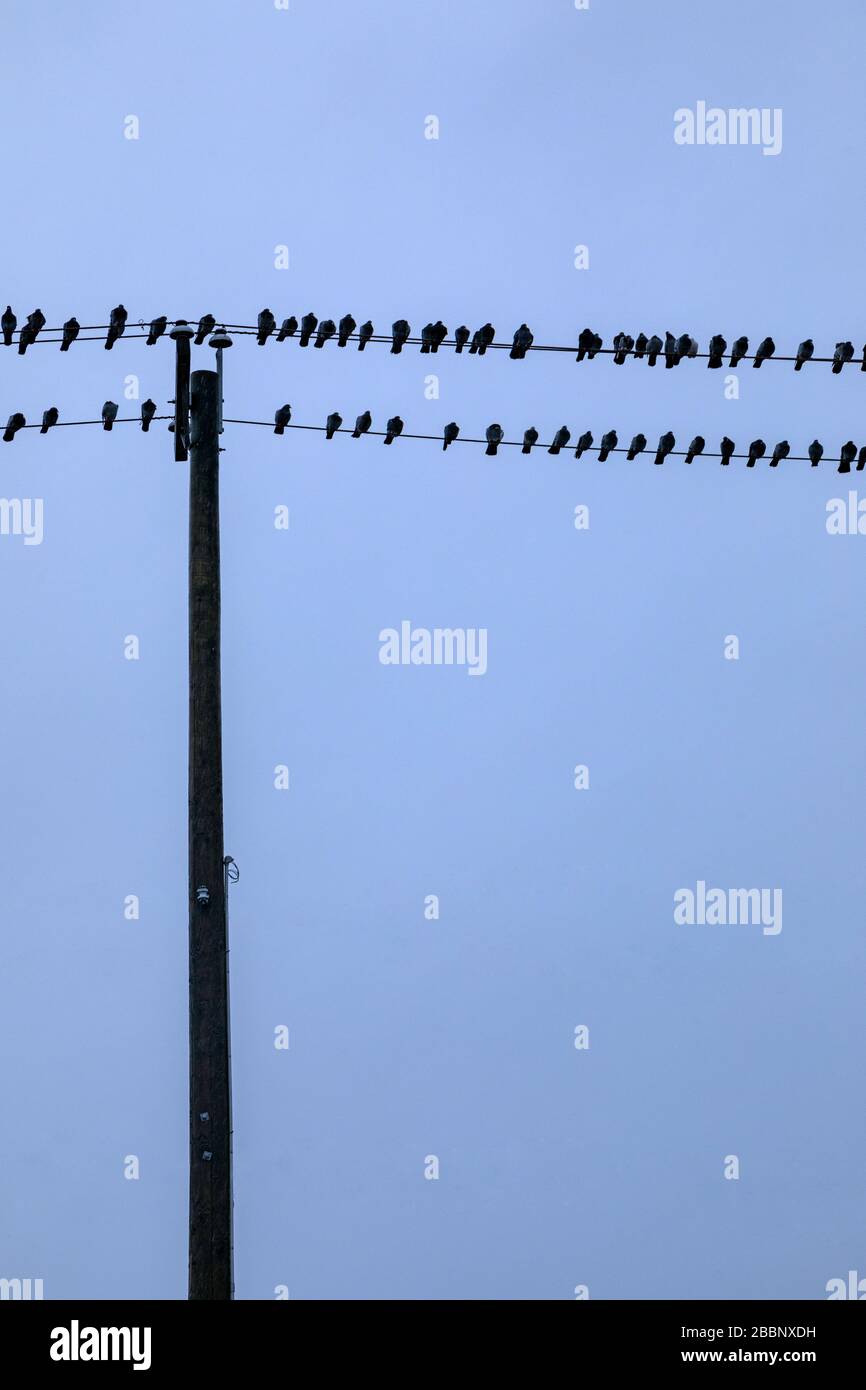 Birds on a wire Stock Photo - Alamy