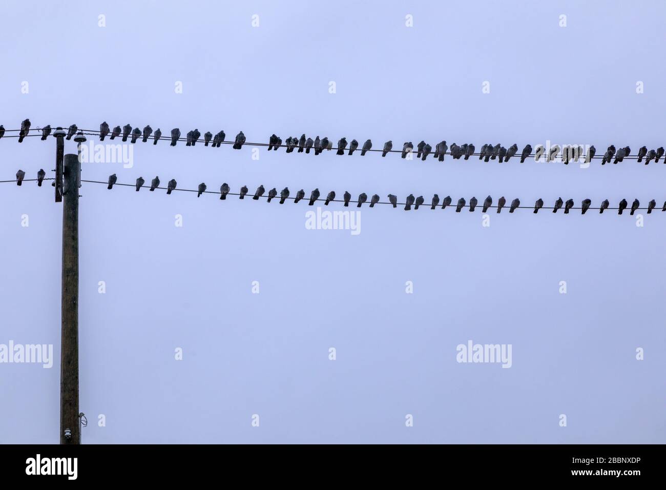Pigeons on a wire hi-res stock photography and images - Alamy