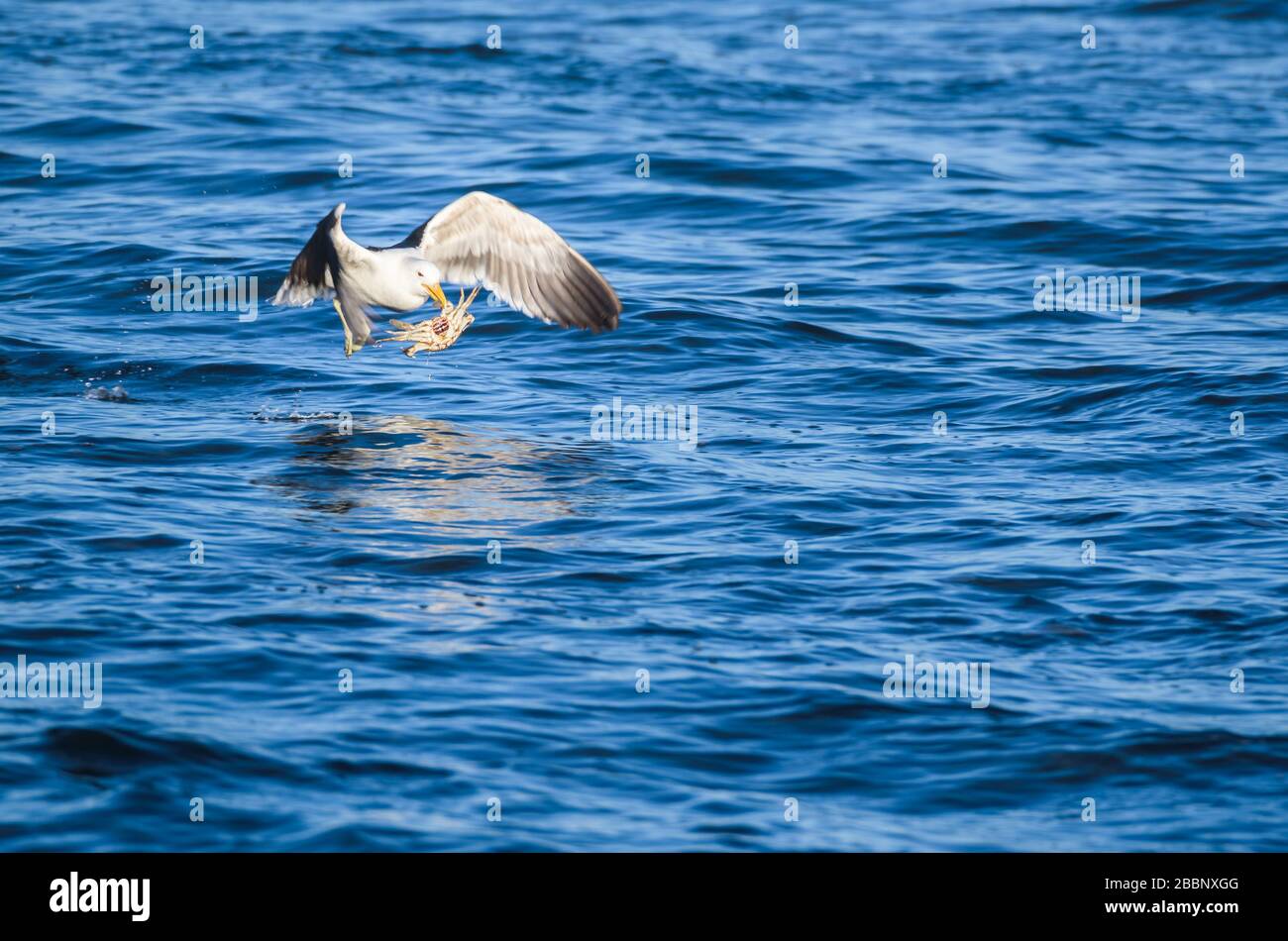 seagull catching fishing on the sea Stock Photo - Alamy