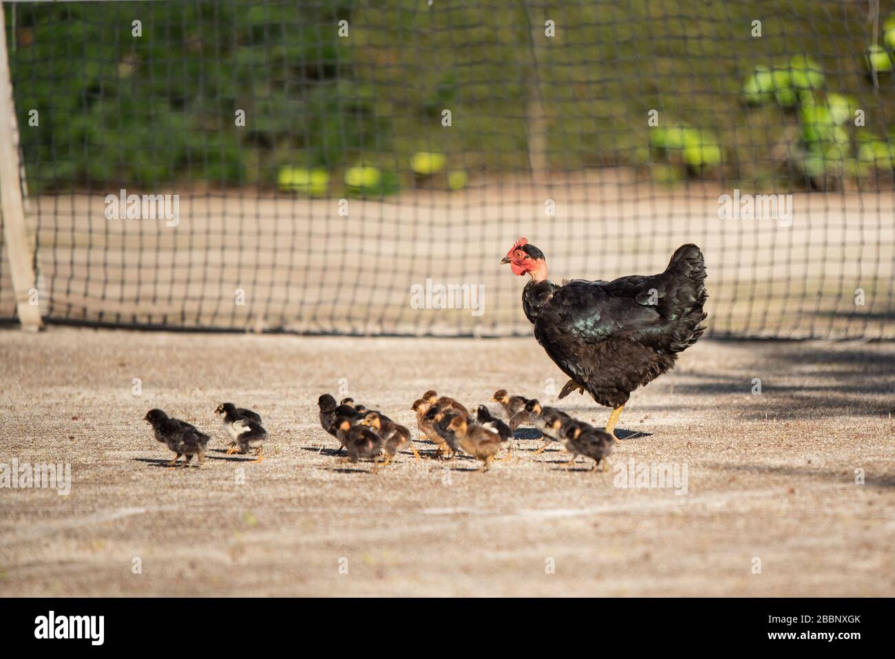 a hen with her little chiken Stock Photo - Alamy